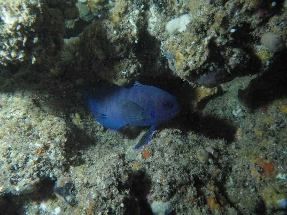 Diving Point Peron | Bucket List Diver