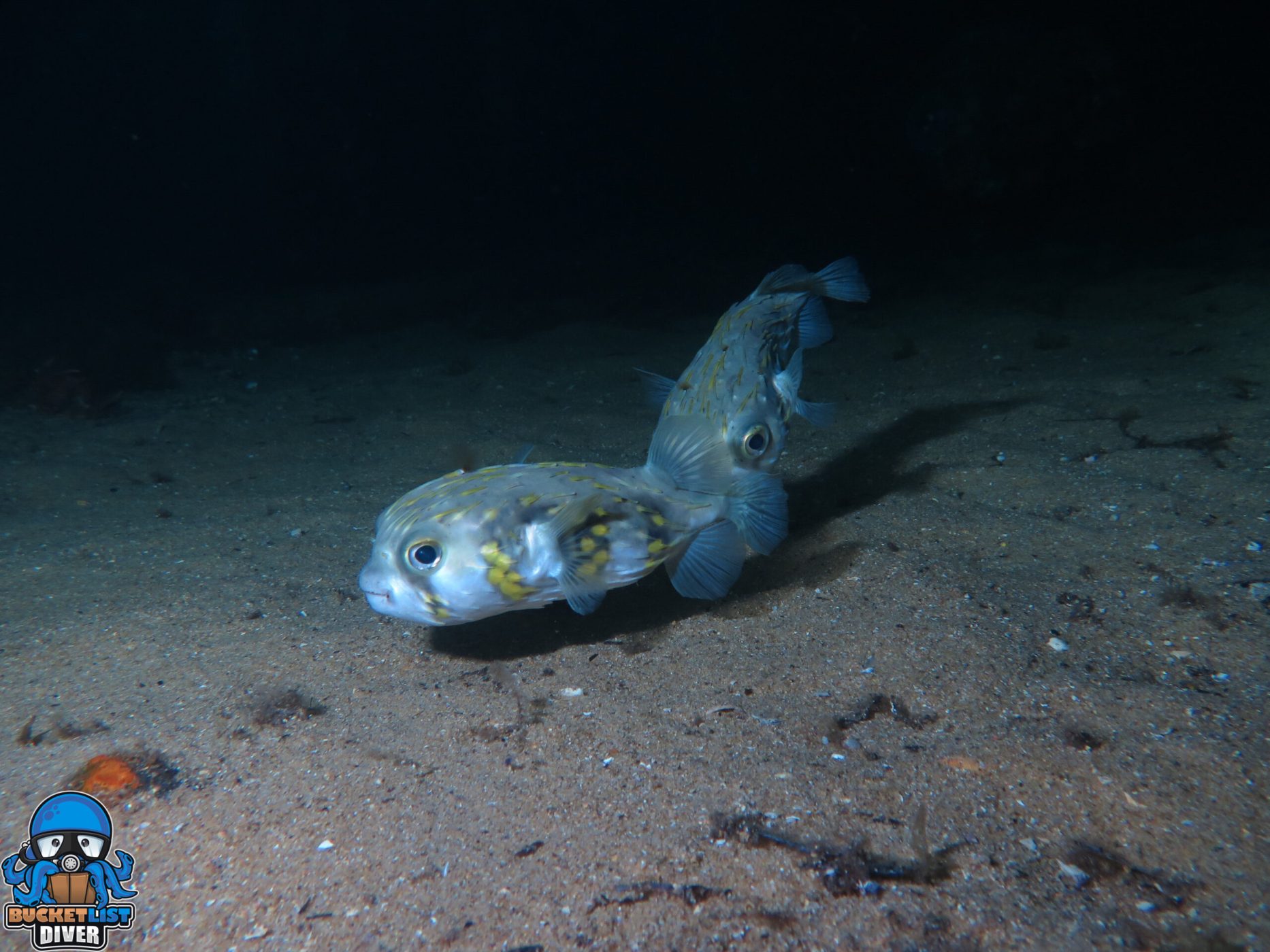 3 Steps to Prepare for Your Night Dive | Bucket List Diver